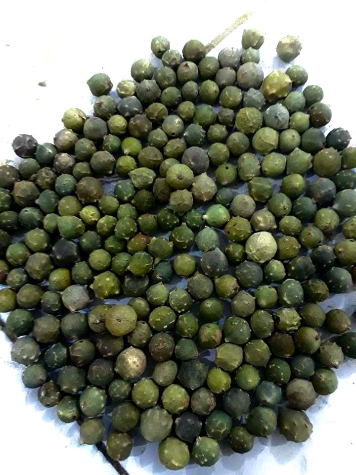 High-Quality Aleppo Oak Gallnuts for Natural Dyeing and Ink Making ...